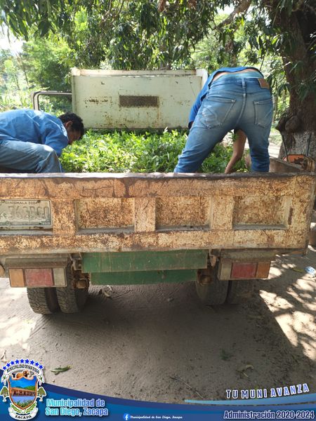 Se obsequio la cantidad de 1,500 arbolitos de la especie Aripin ...