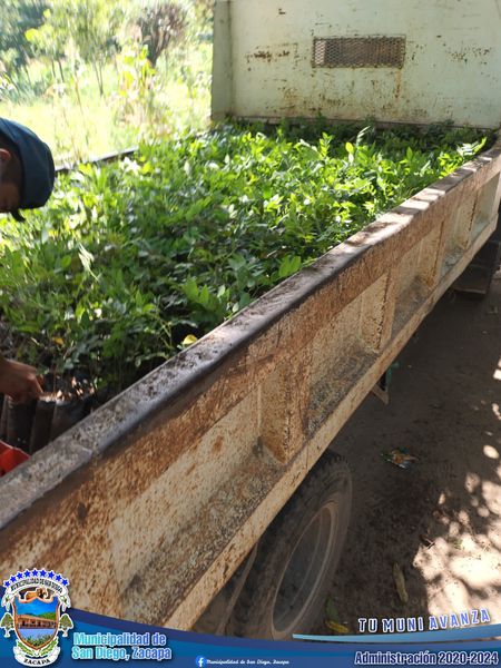 Se obsequio la cantidad de 1,500 arbolitos de la especie Aripin ...